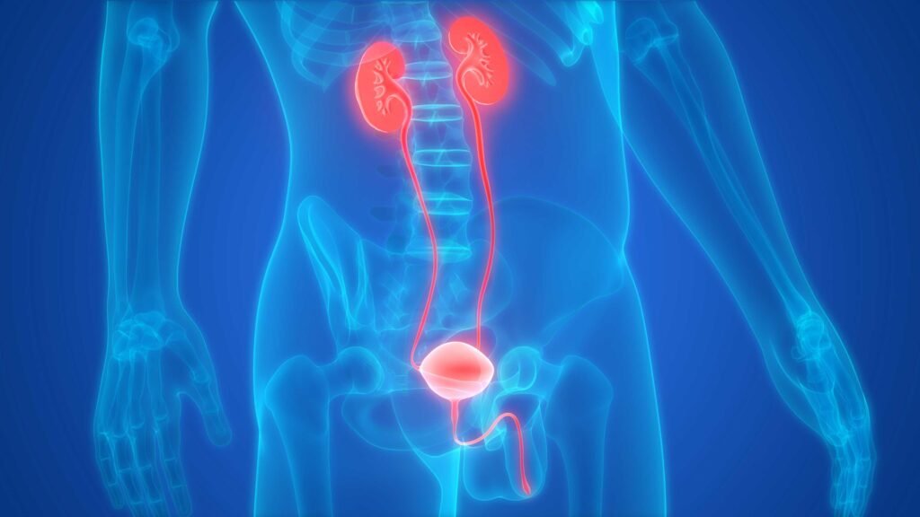 Dépistage Et Diagnostic Du Cancer De La Vessie - Santemedicals.com