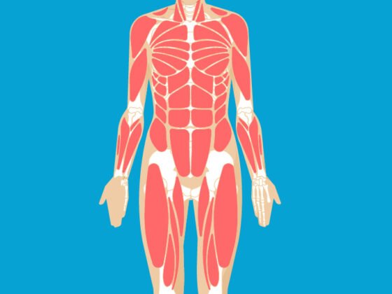Anatomie, fonction et diagramme du muscle coccygien - santemedicals.com