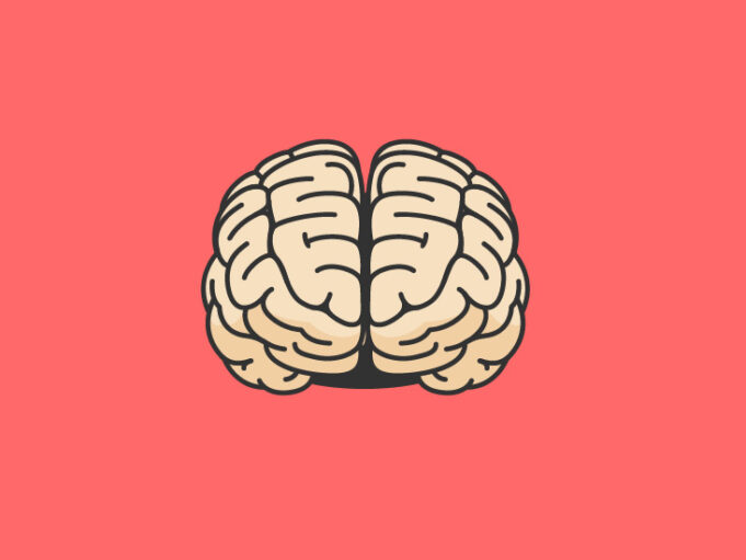 Anatomie, fonction et diagramme du nerf péronier superficiel ...