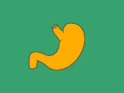 Fonction, anatomie et diagramme des pyramides rénales - santemedicals.com