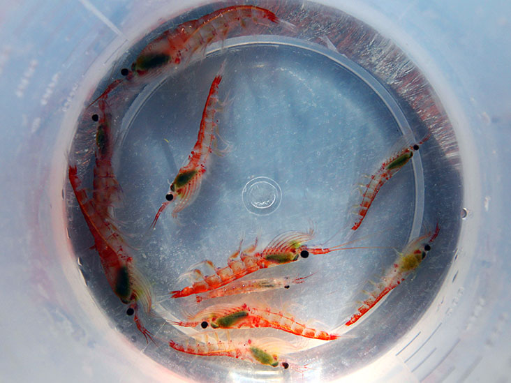 L'huile De Krill Peut être Meilleure Que L'huile De Poisson Pour Le ...